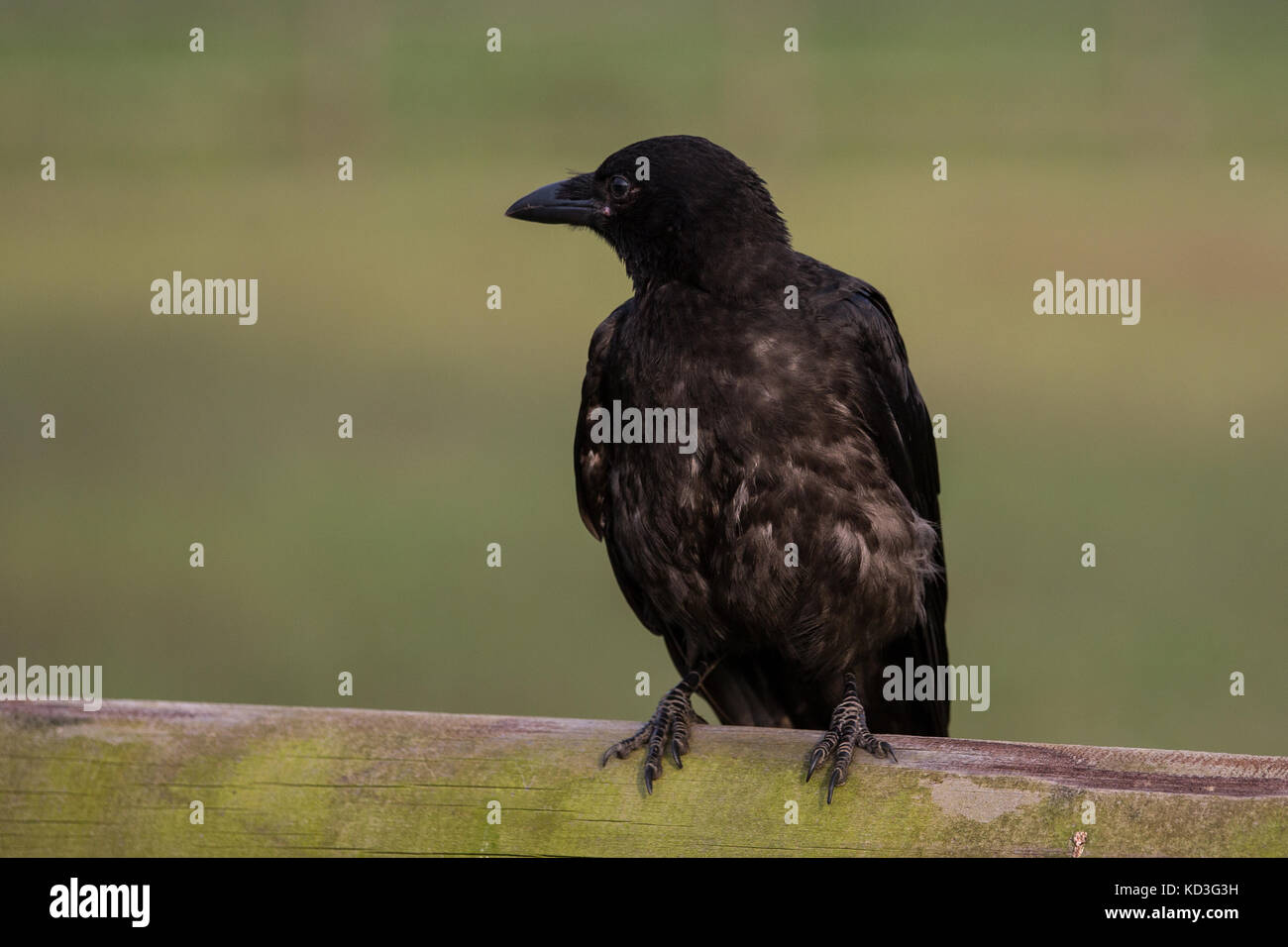 portrait of a rook sitting on a fence Stock Photo - Alamy