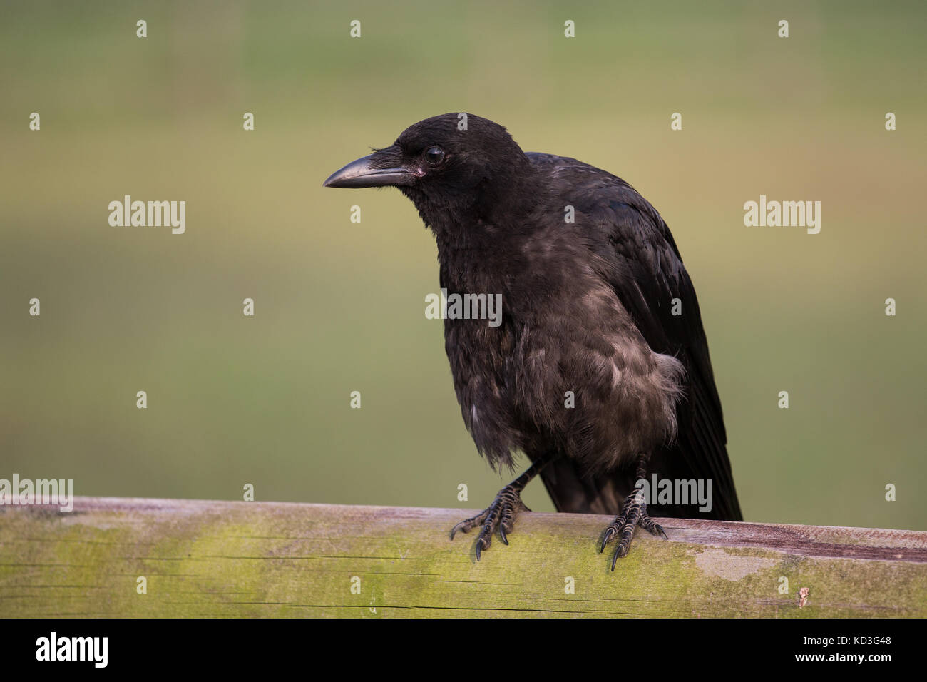 portrait of a rook sitting on a fence Stock Photo - Alamy
