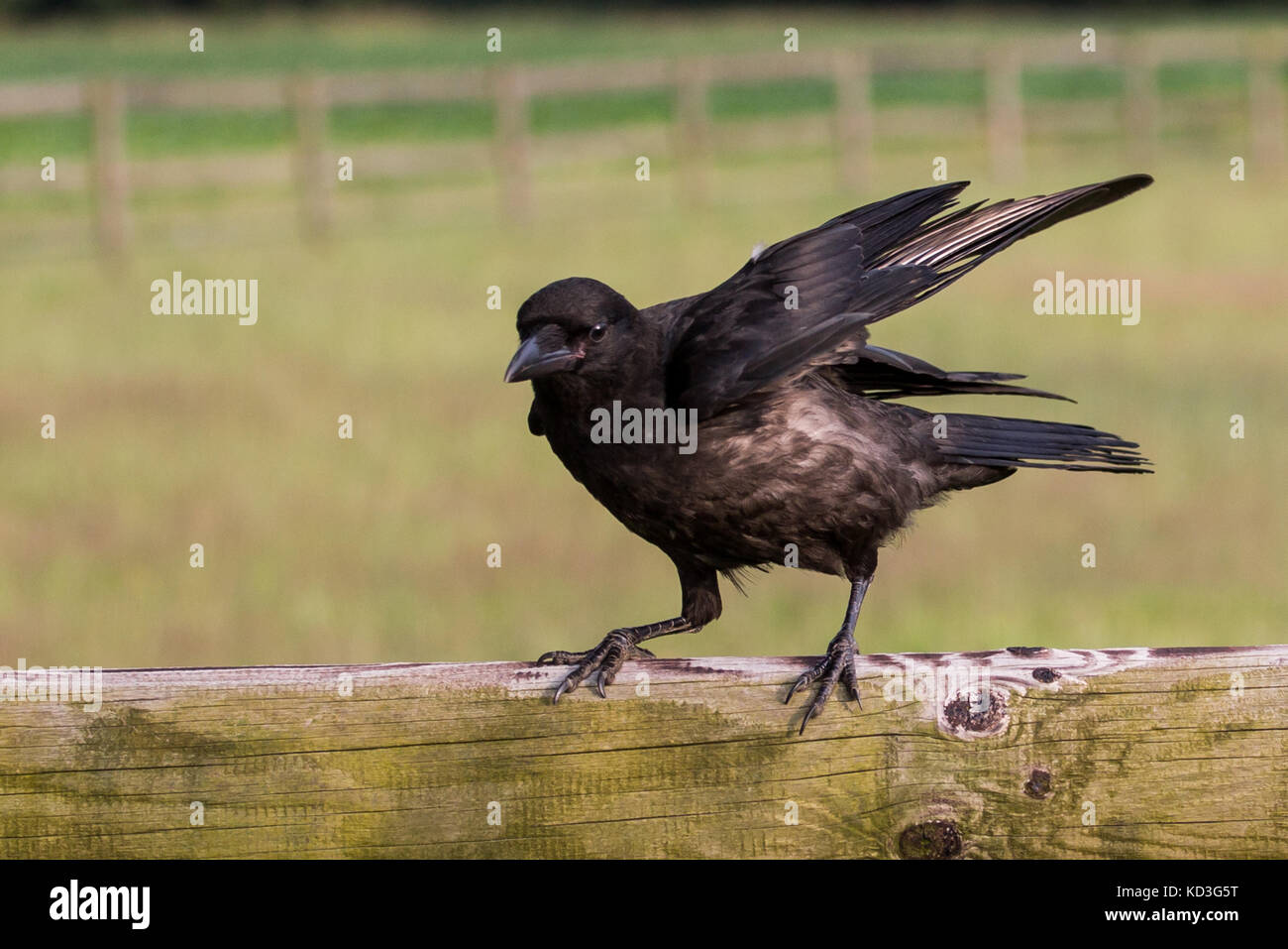 rook flying in the evening sky Stock Photo - Alamy