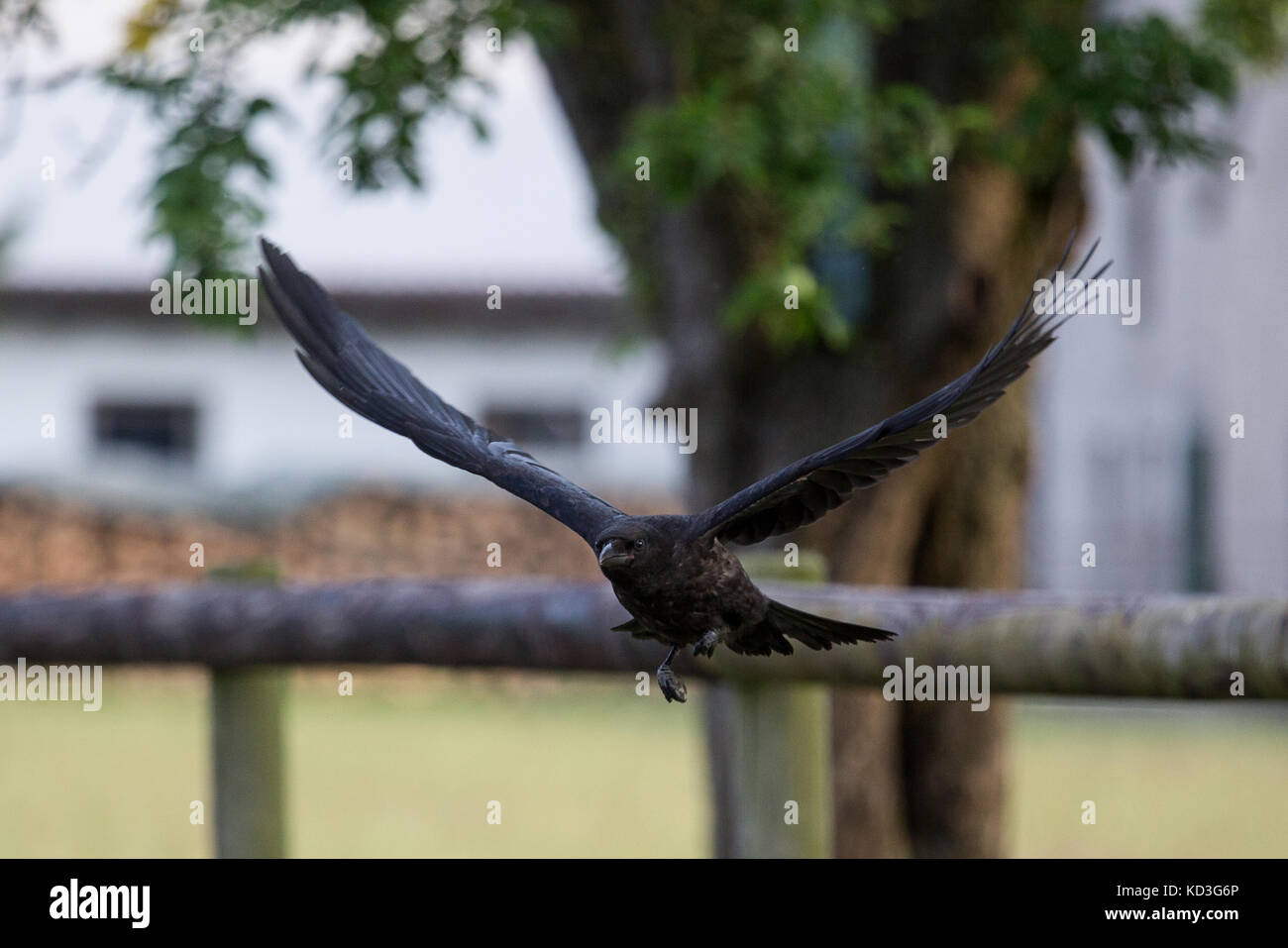 rook starting from a fence Stock Photo - Alamy