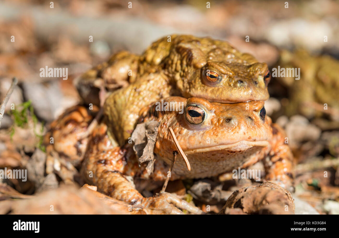 Toads mating in water hi-res stock photography and images - Alamy