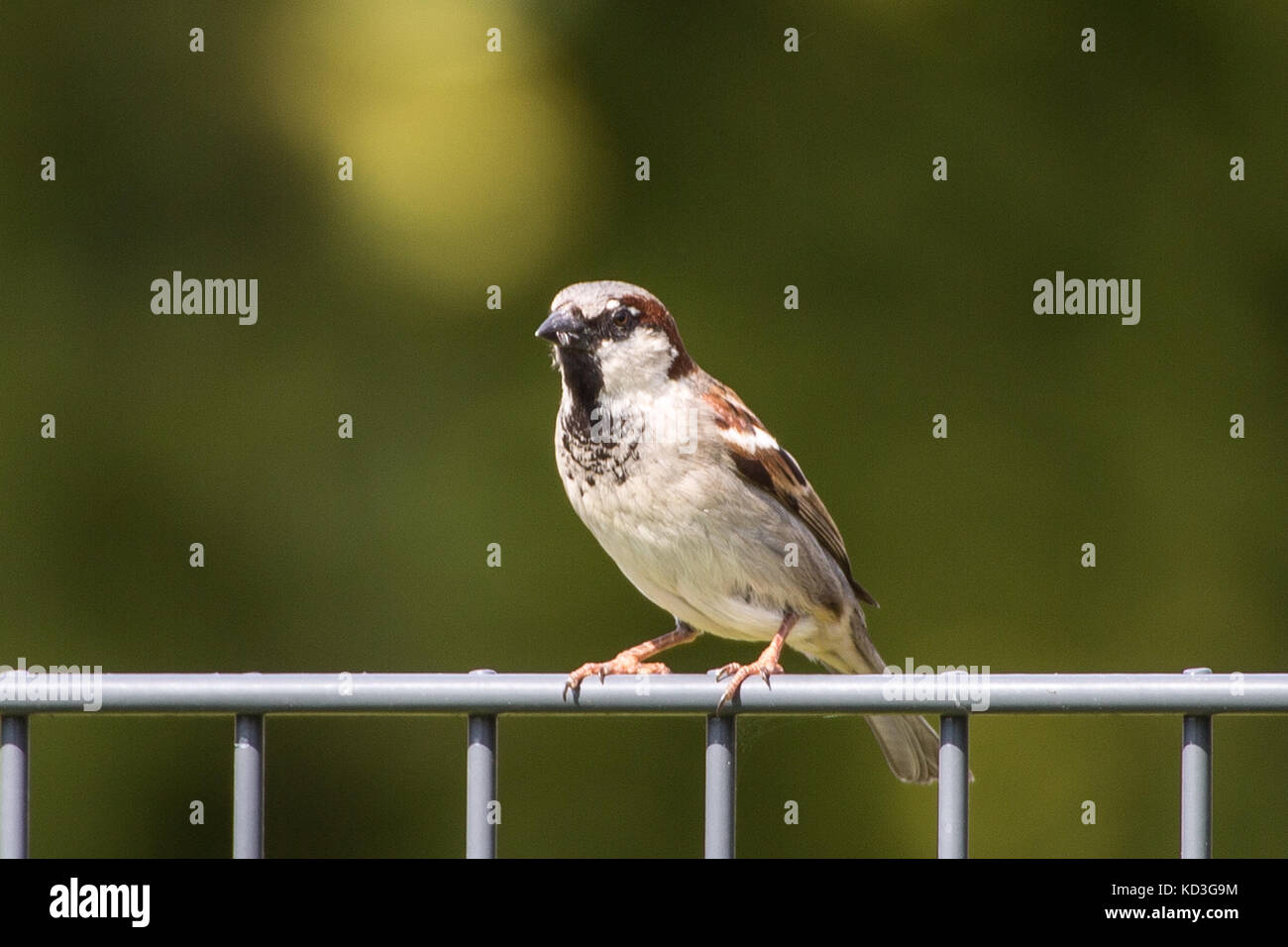 sparrow sitting on a fence Stock Photo - Alamy
