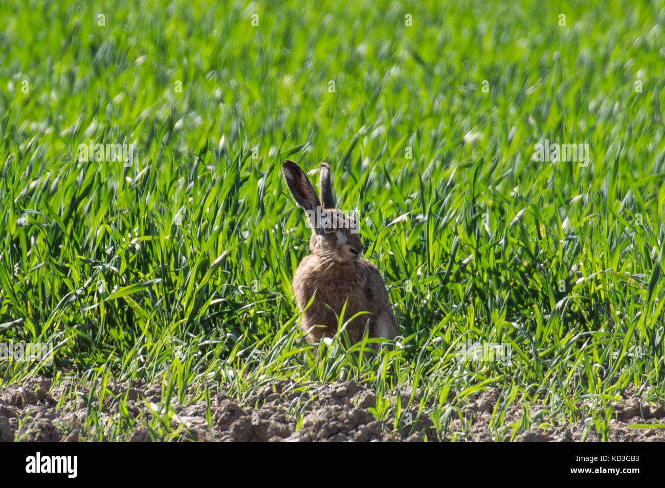 hare on a grassy field Stock Photo - Alamy