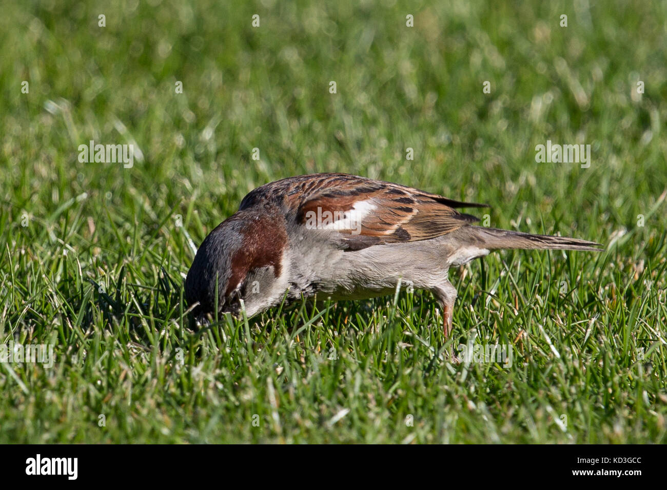 sparrow sitting on a grassy field Stock Photo - Alamy