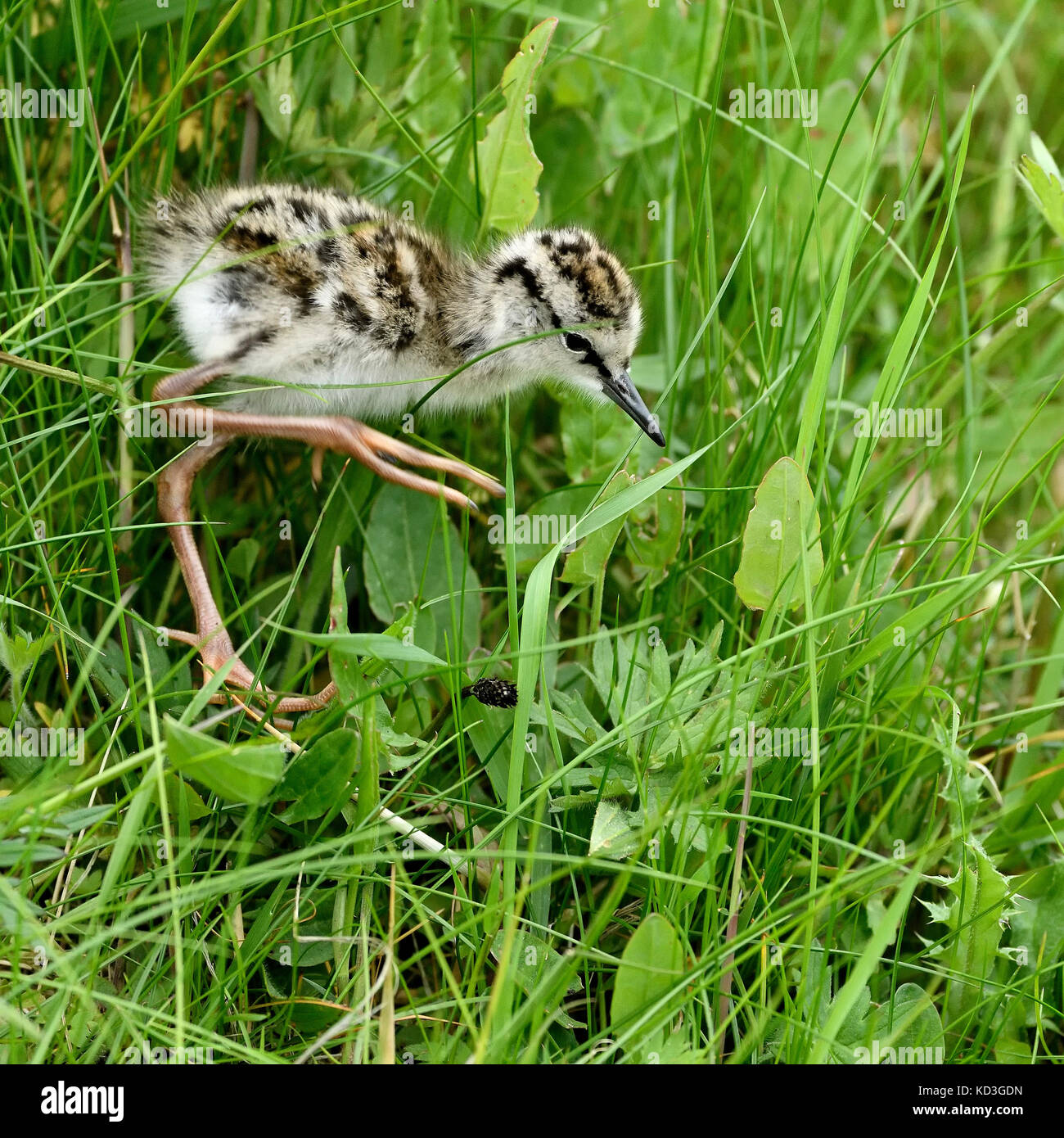 Redshank tringa totanus young hi-res stock photography and images - Alamy