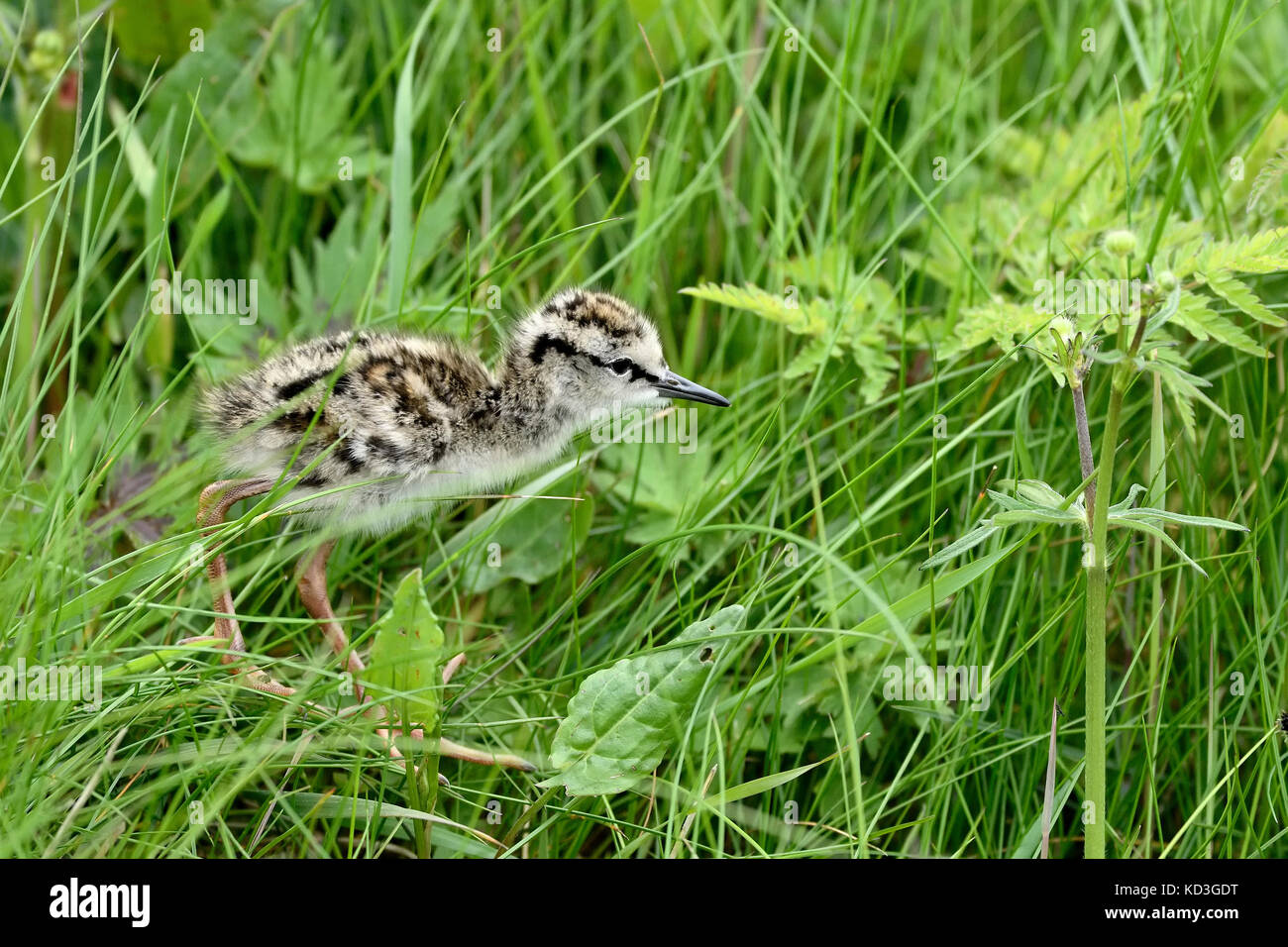 Common redshank (Tringa totanus), chick runs in grass, Texel, West ...