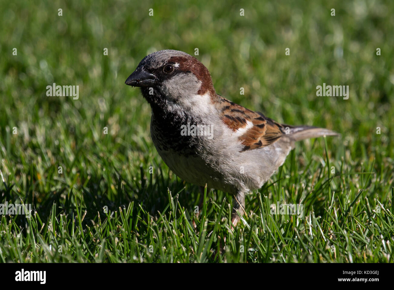 sparrow sitting on a grassy field Stock Photo - Alamy