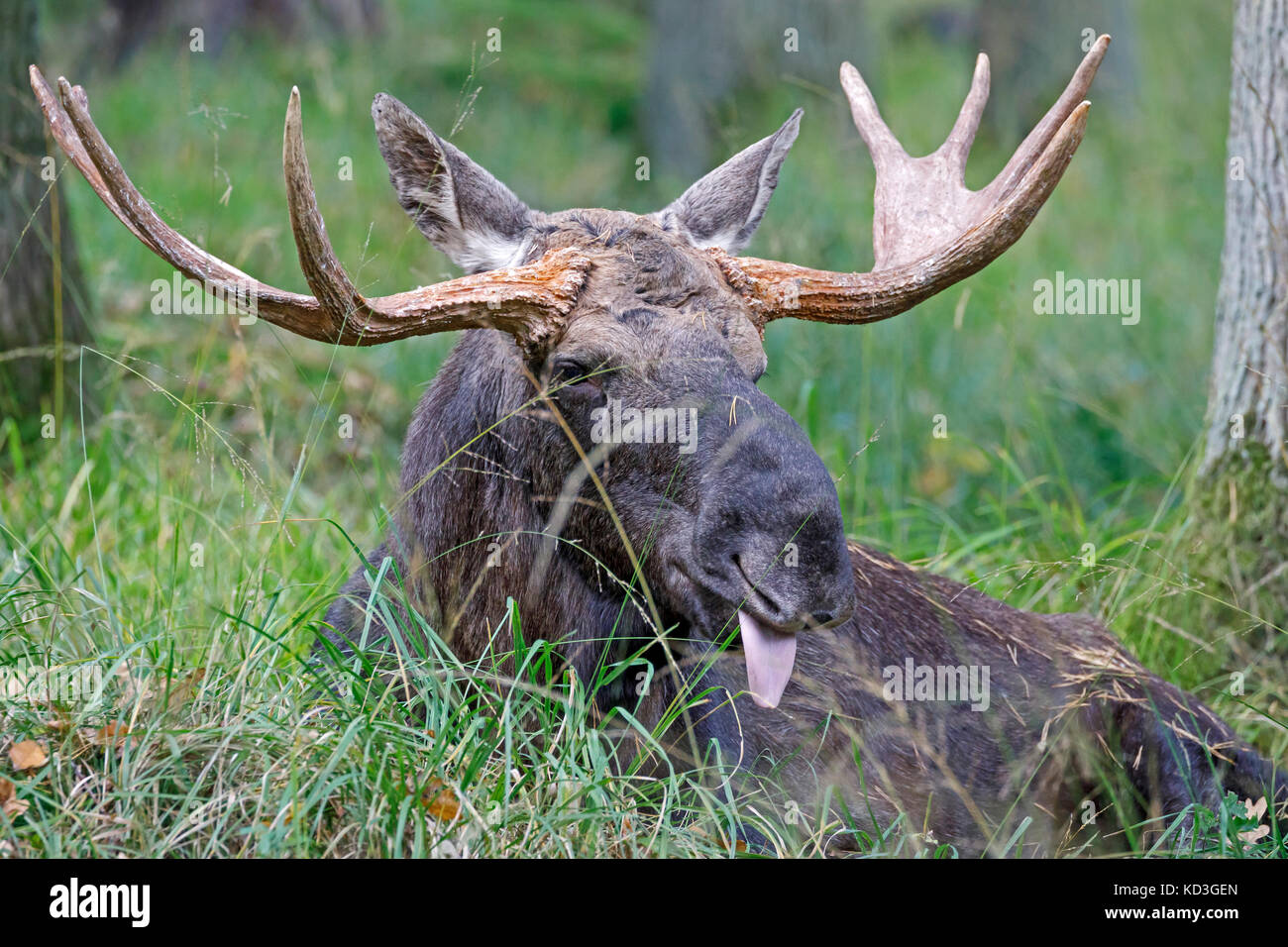 Elk (Alces alces), bull sitting in the grass, captive Stock Photo - Alamy