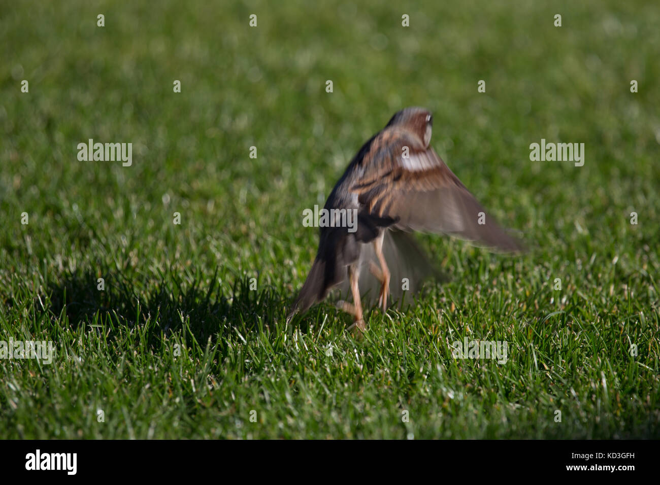 sparrow starting to fly Stock Photo - Alamy