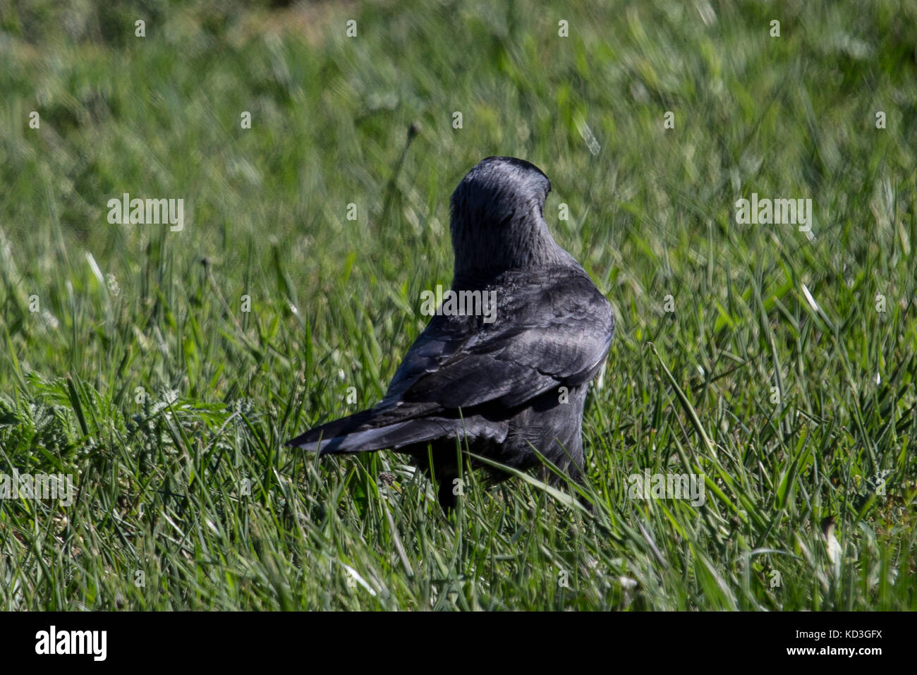 rook flying in the evening sky Stock Photo - Alamy