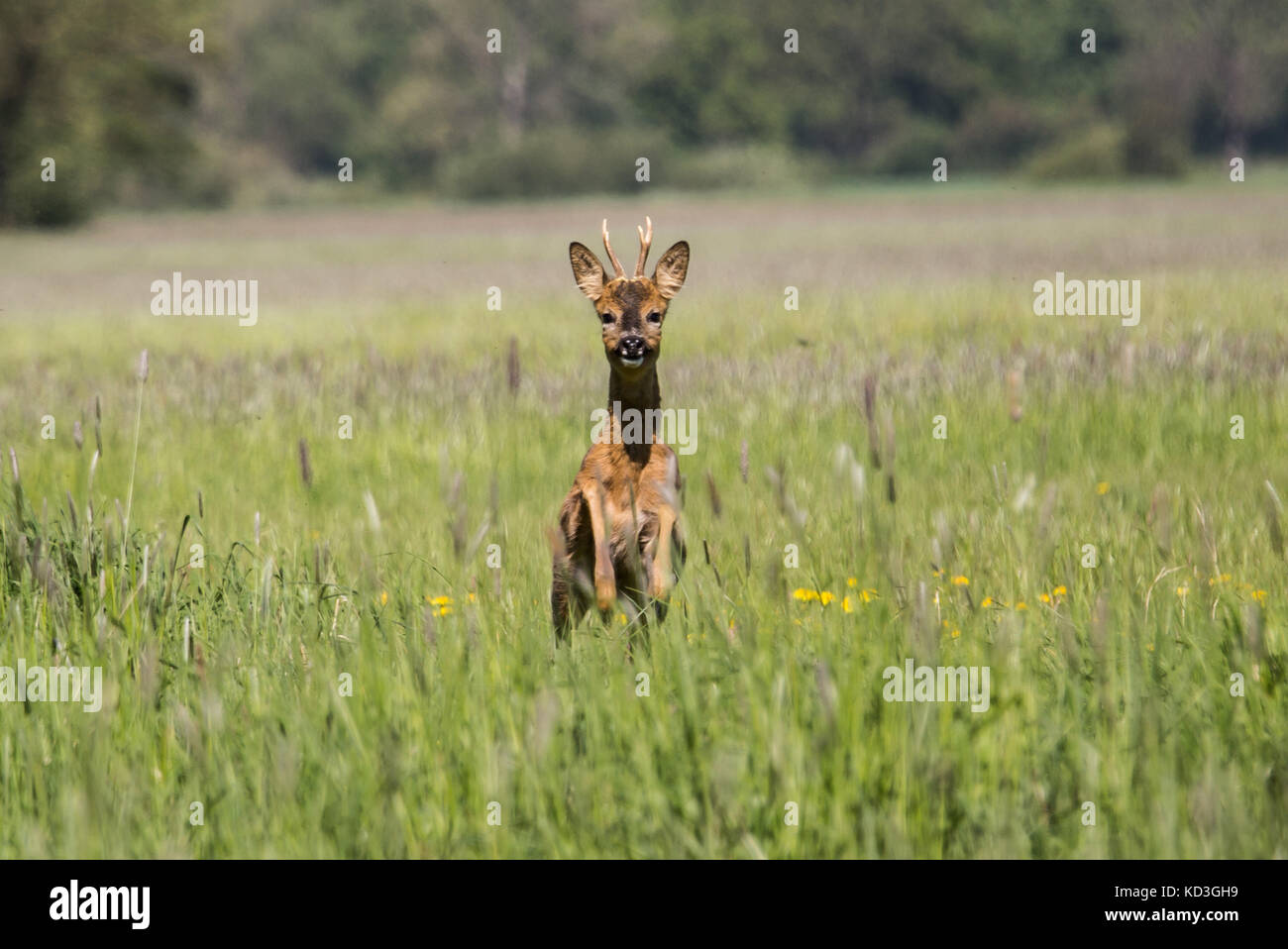 deer jumping over a field Stock Photo - Alamy