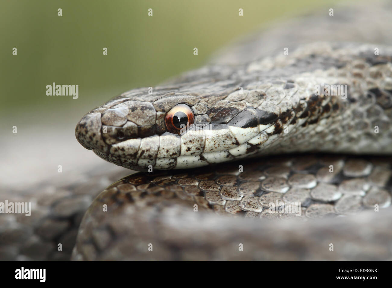 Snakes of spain hi-res stock photography and images - Alamy