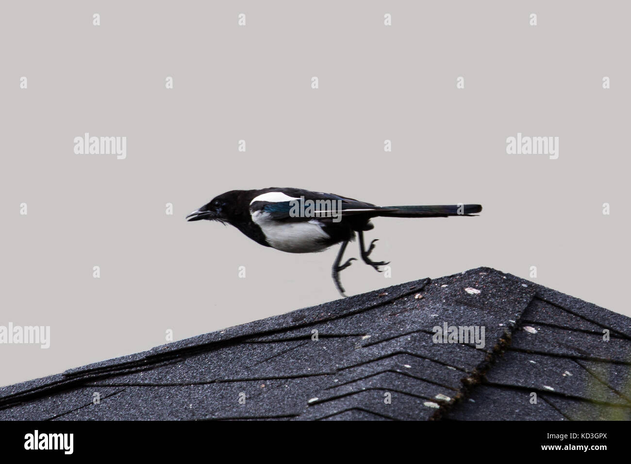 magpie starting to fly Stock Photo - Alamy