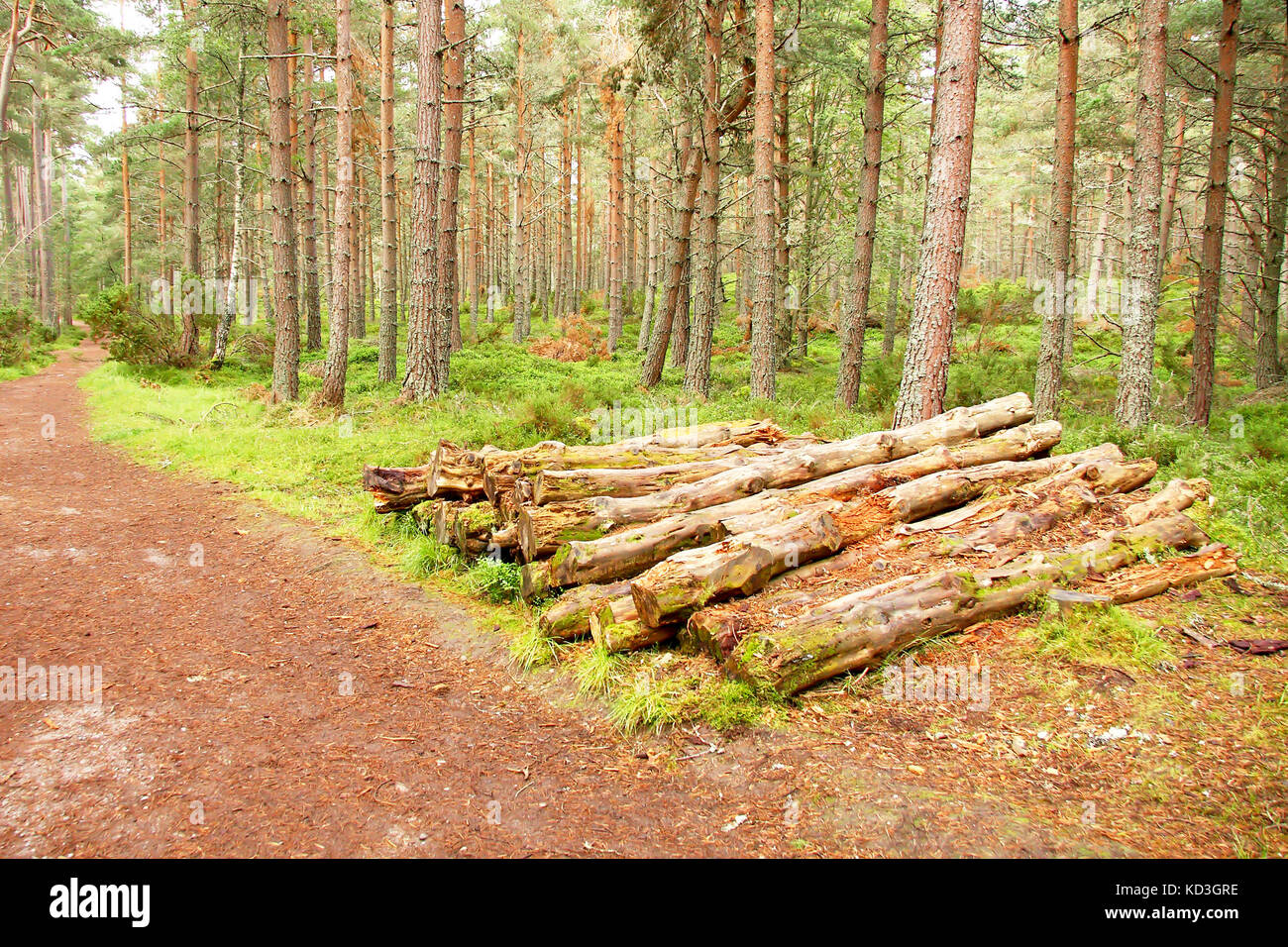 Pile of wood in a scottish forest Stock Photo - Alamy