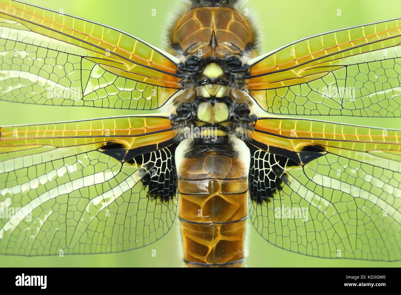 Four wings hi-res stock photography and images - Alamy