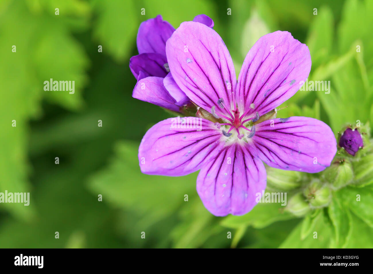 Cranesbill (Geranium sp Stock Photo - Alamy
