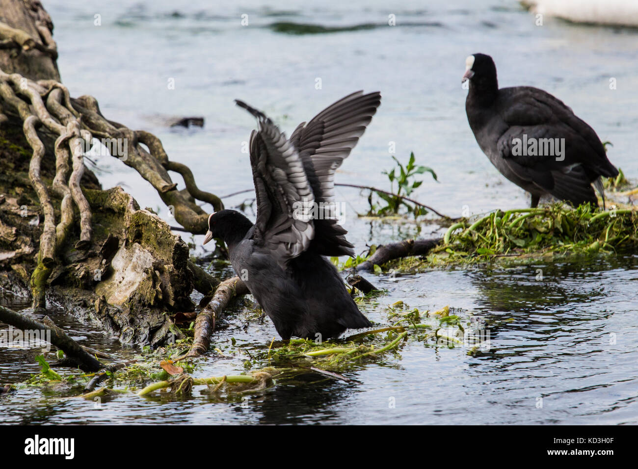coots sitting on a tree Stock Photo - Alamy