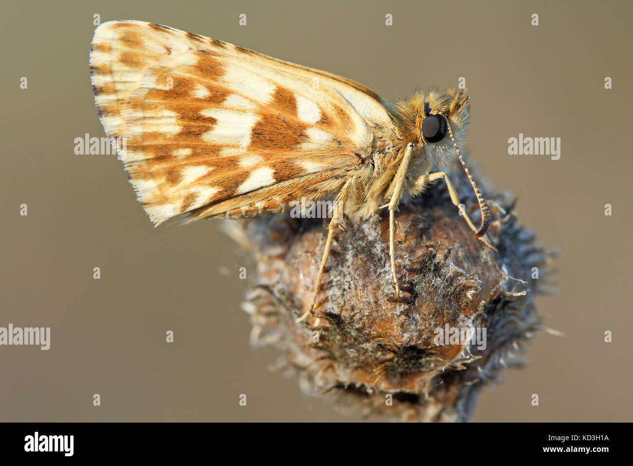 Pyrgus hi-res stock photography and images - Alamy