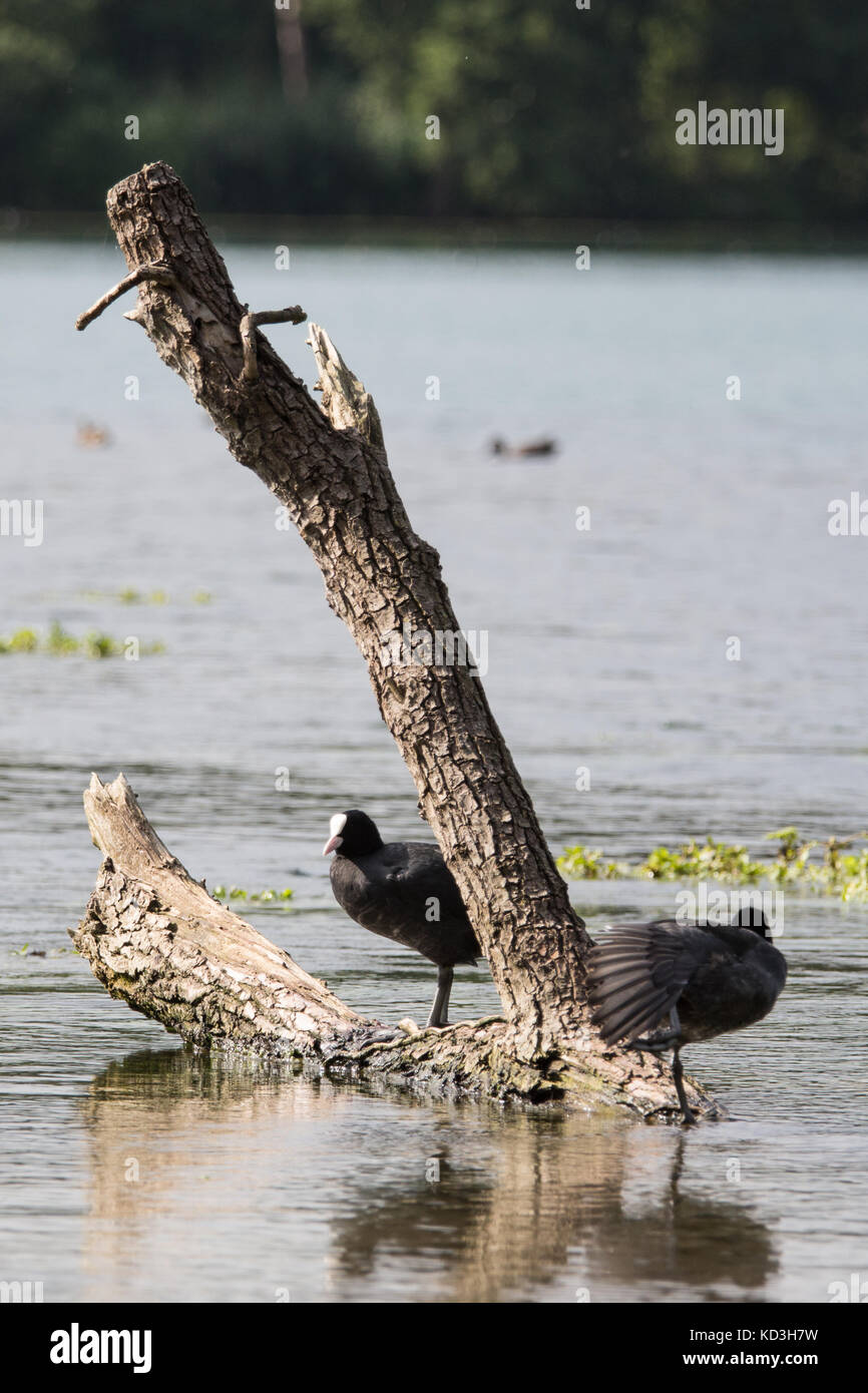 coots on a tree trunk in the lake Stock Photo - Alamy