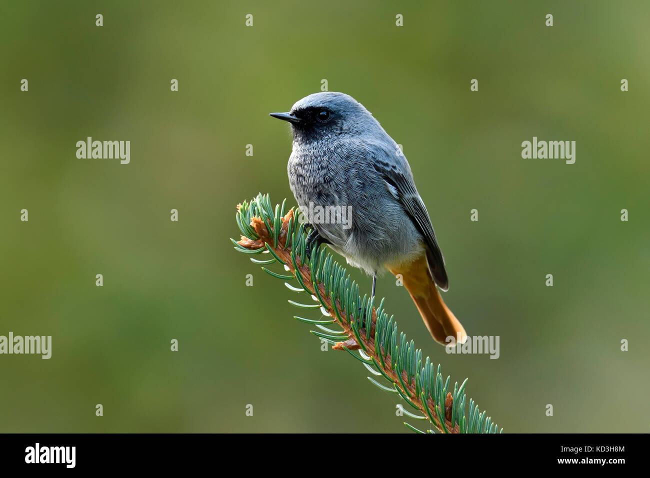 Young Black redstart (Phoenicurus ochruros), male sitting on fir branch ...