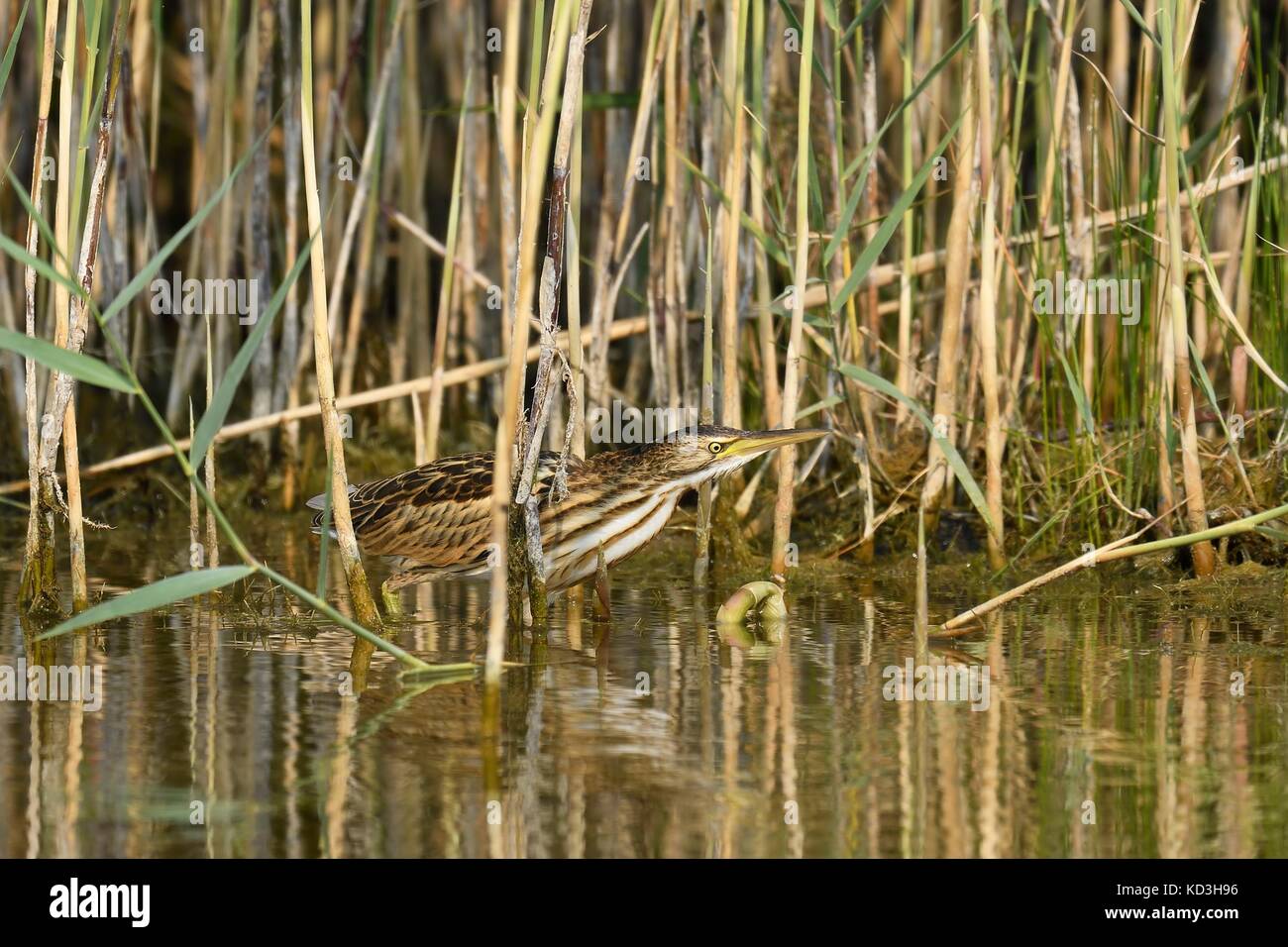 Little bittern (Ixobrychus minutus), Young animal standing in reeds ...