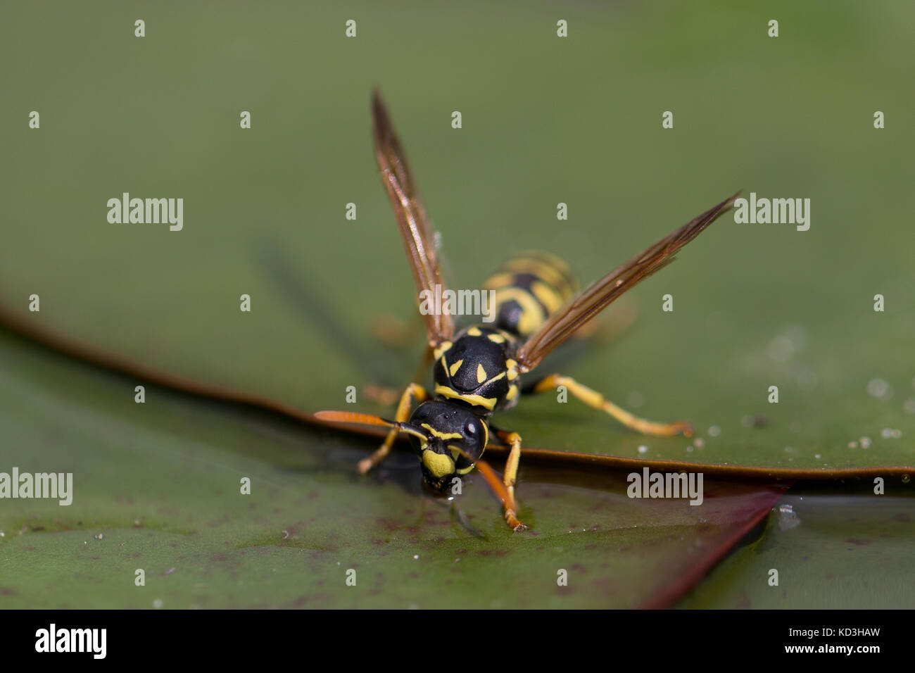 wasp drinking water in the lake sitting on a leaf of a water lily Stock ...