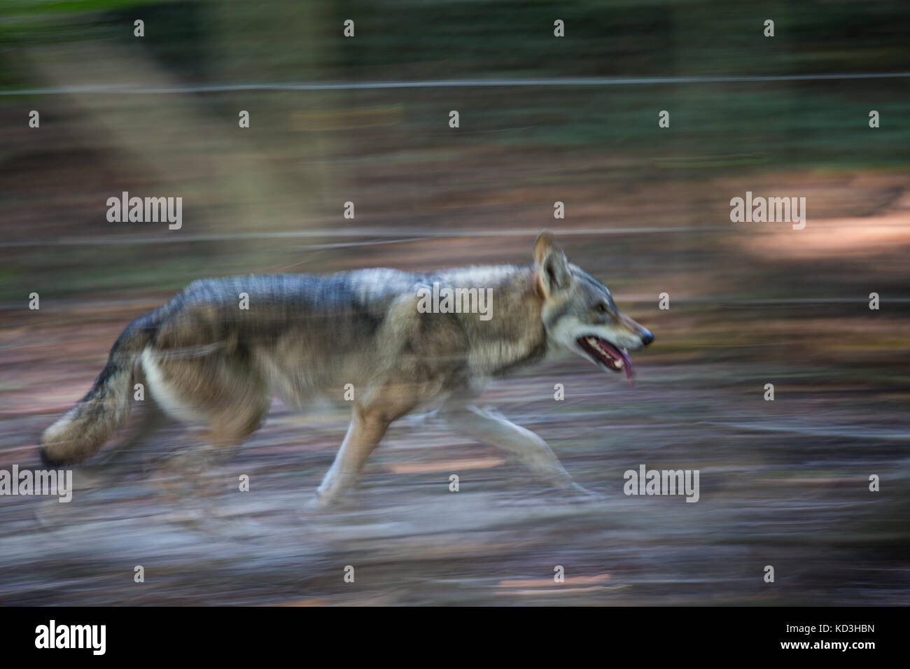 Black wolf feed hi-res stock photography and images - Alamy