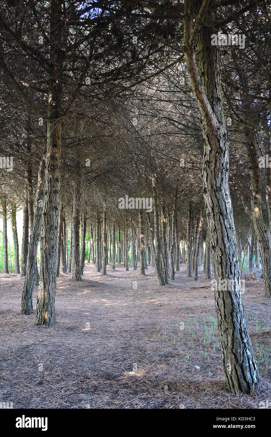 Pine tree woods in Jesolo, Italy Stock Photo - Alamy