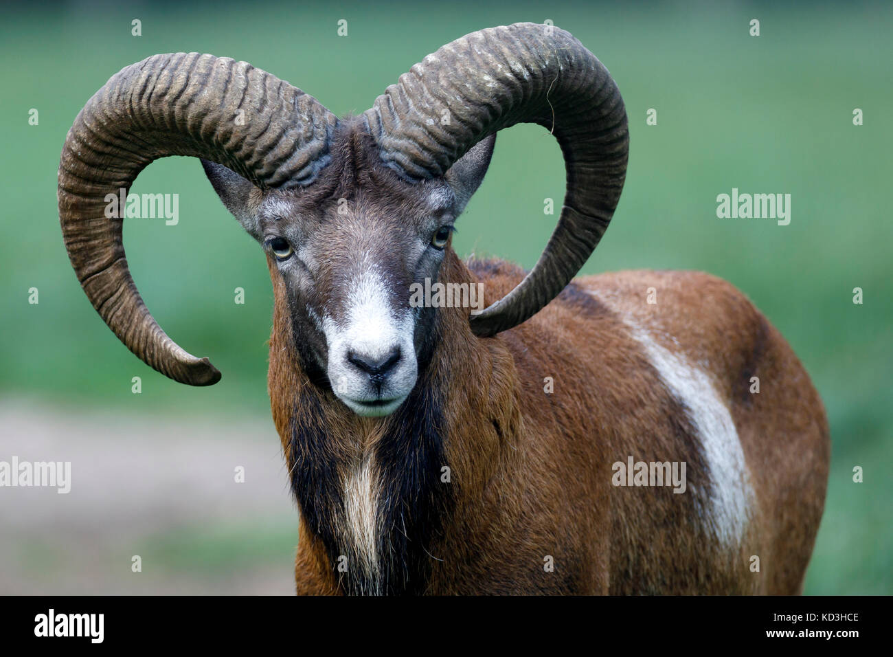 Ram ram hi-res stock photography and images - Alamy