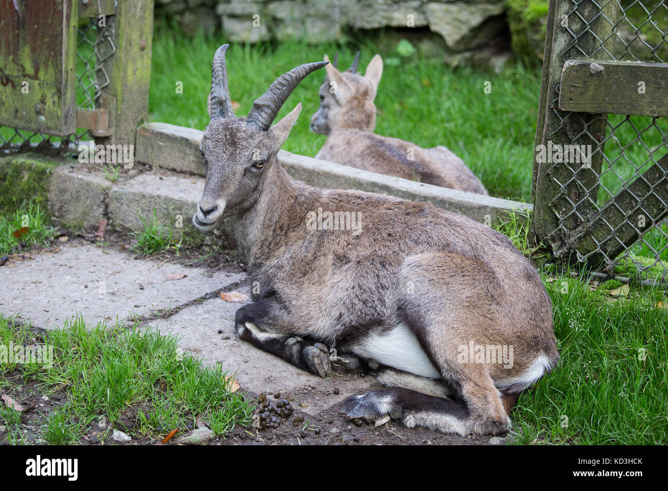 goatling in the zoo Stock Photo - Alamy
