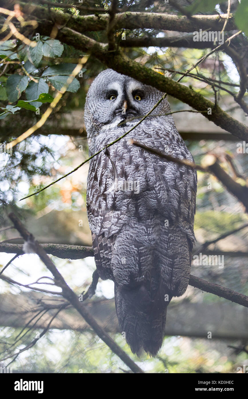 owl in the zoo Stock Photo - Alamy
