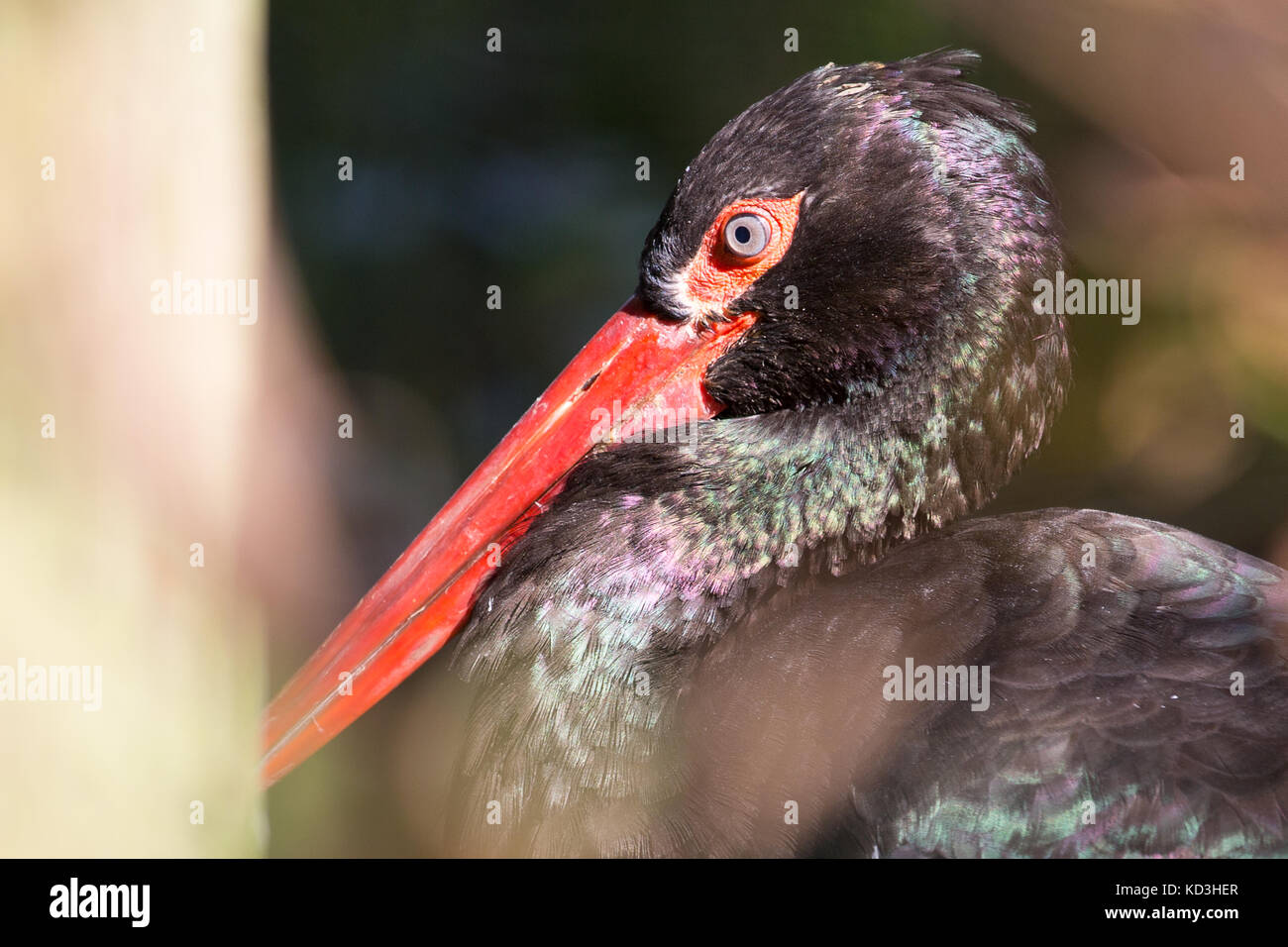 black stork in the zoo Stock Photo - Alamy