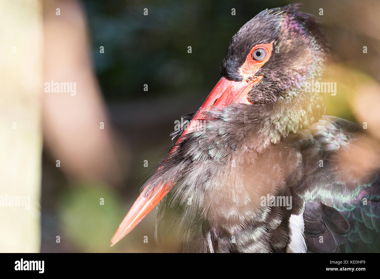 black stork in the zoo Stock Photo - Alamy