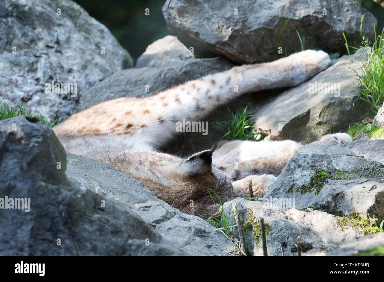 Eurasian lynx dead hi-res stock photography and images - Alamy
