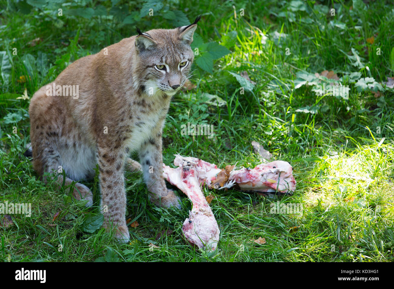 lynx with his food Stock Photo - Alamy