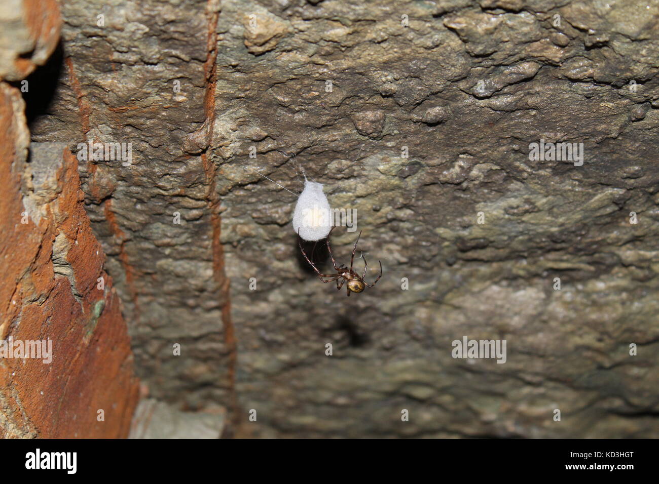 Cave spider hi-res stock photography and images - Alamy