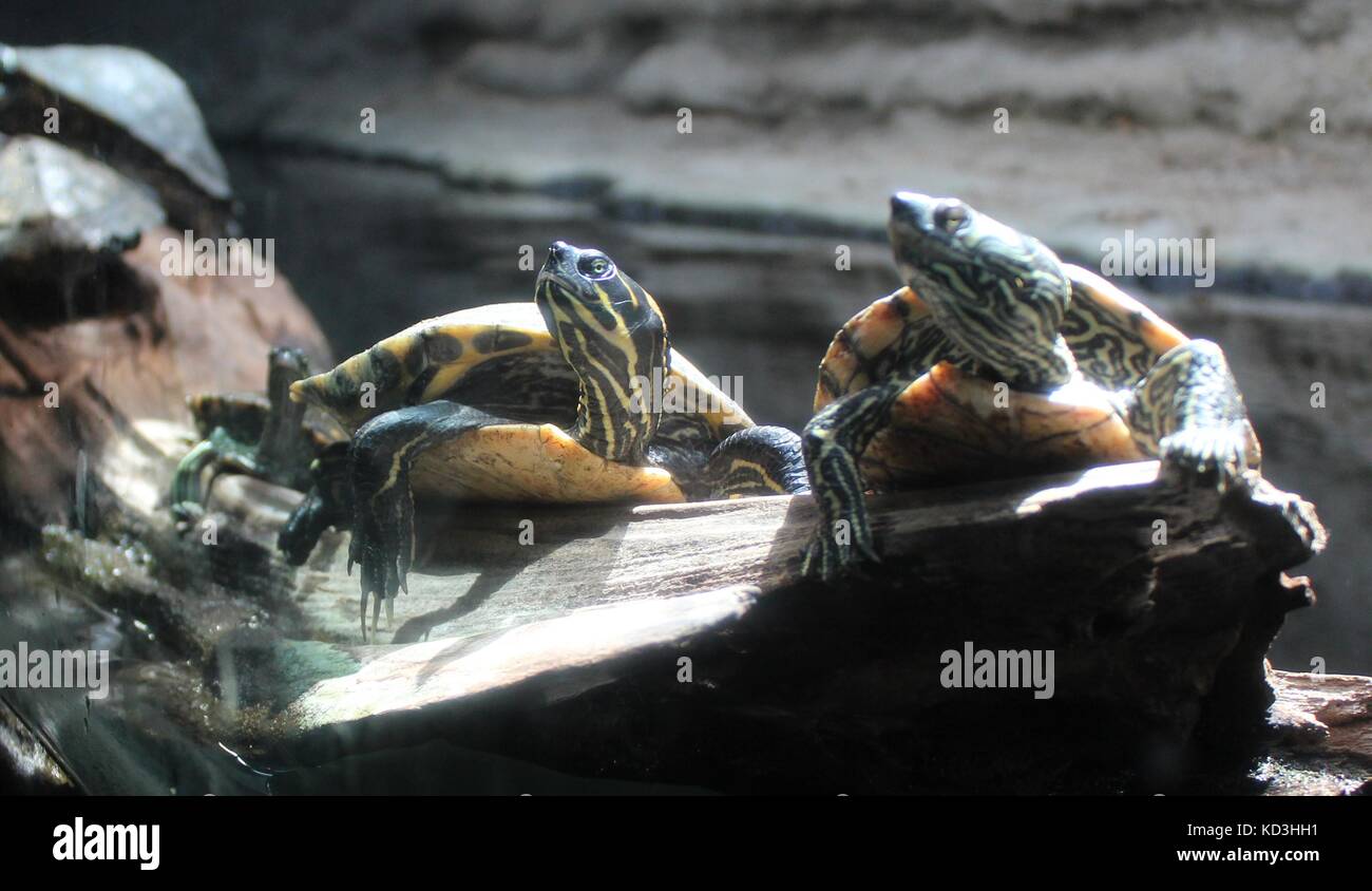 Turtle pair hi-res stock photography and images - Alamy