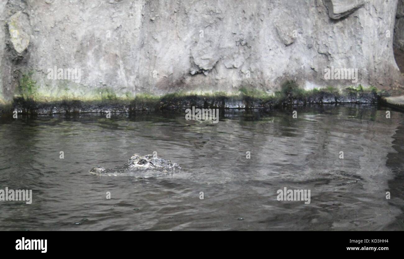 Floating lizard hi-res stock photography and images - Alamy