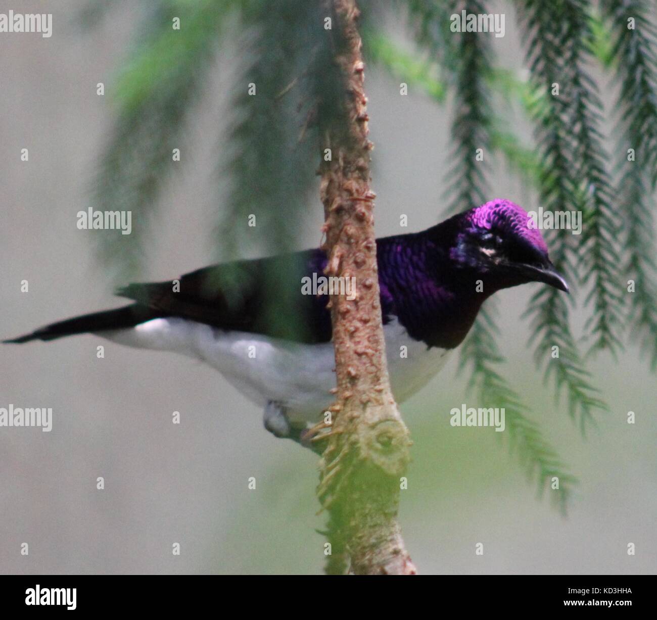 Purple Head Bird Stock Photo - Alamy