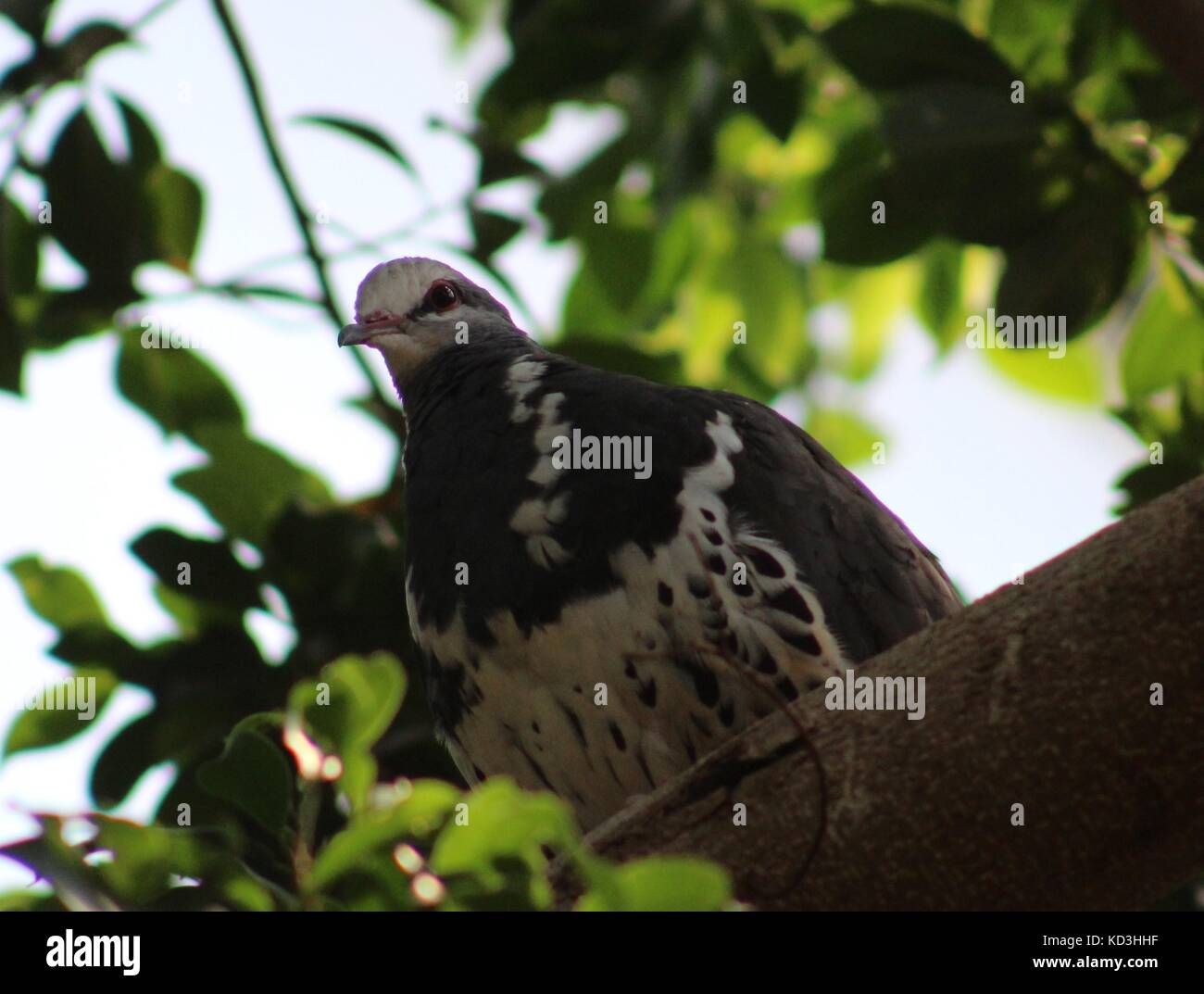 Bird in a Tree Stock Photo - Alamy