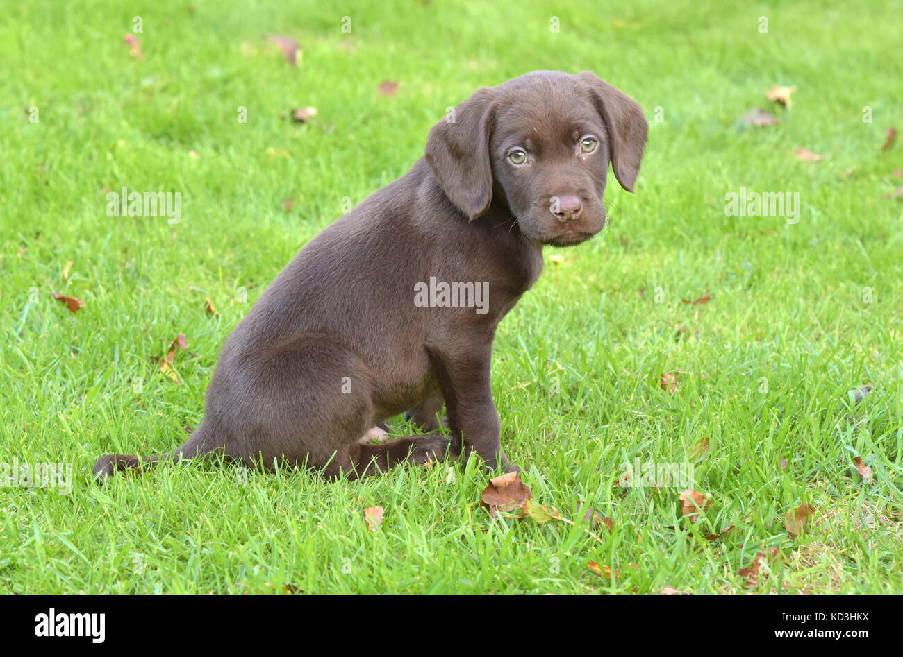 A springador or labradinger puppy dog on a lawn looking cute Stock ...