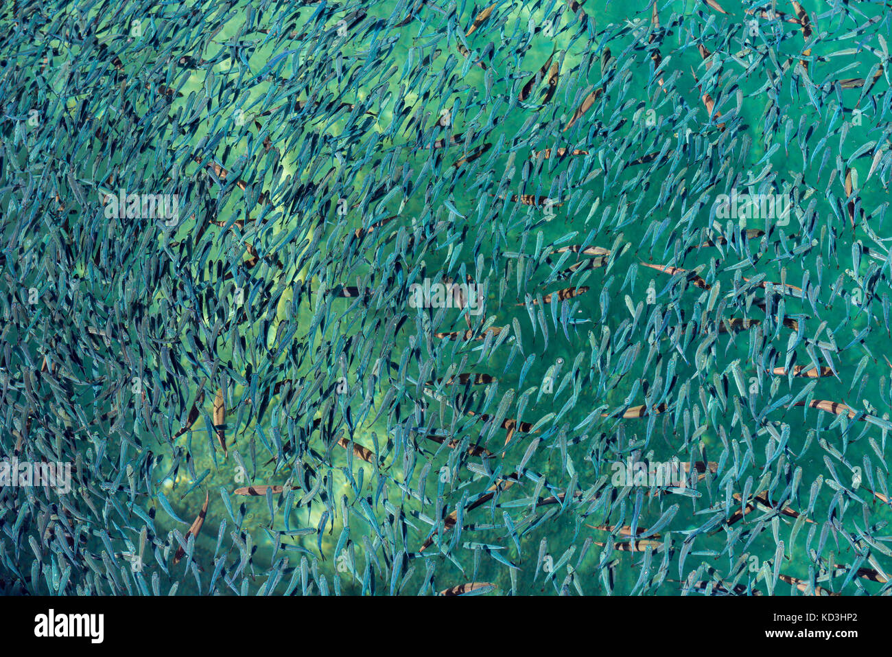 Fish background shot Stock Photo - Alamy