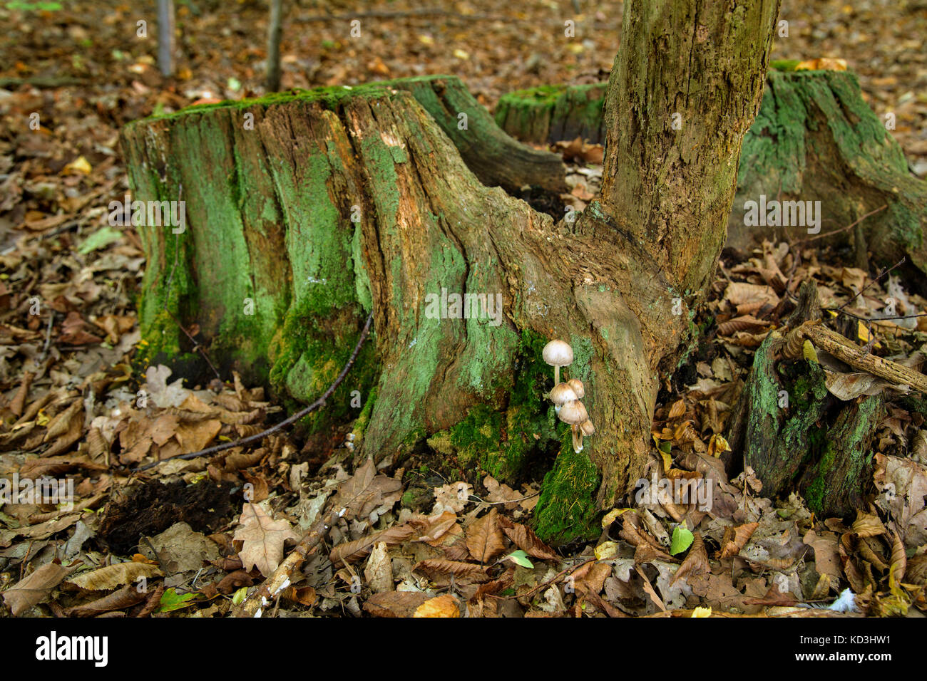 A moss covered rotting tree stump Stock Photo - Alamy