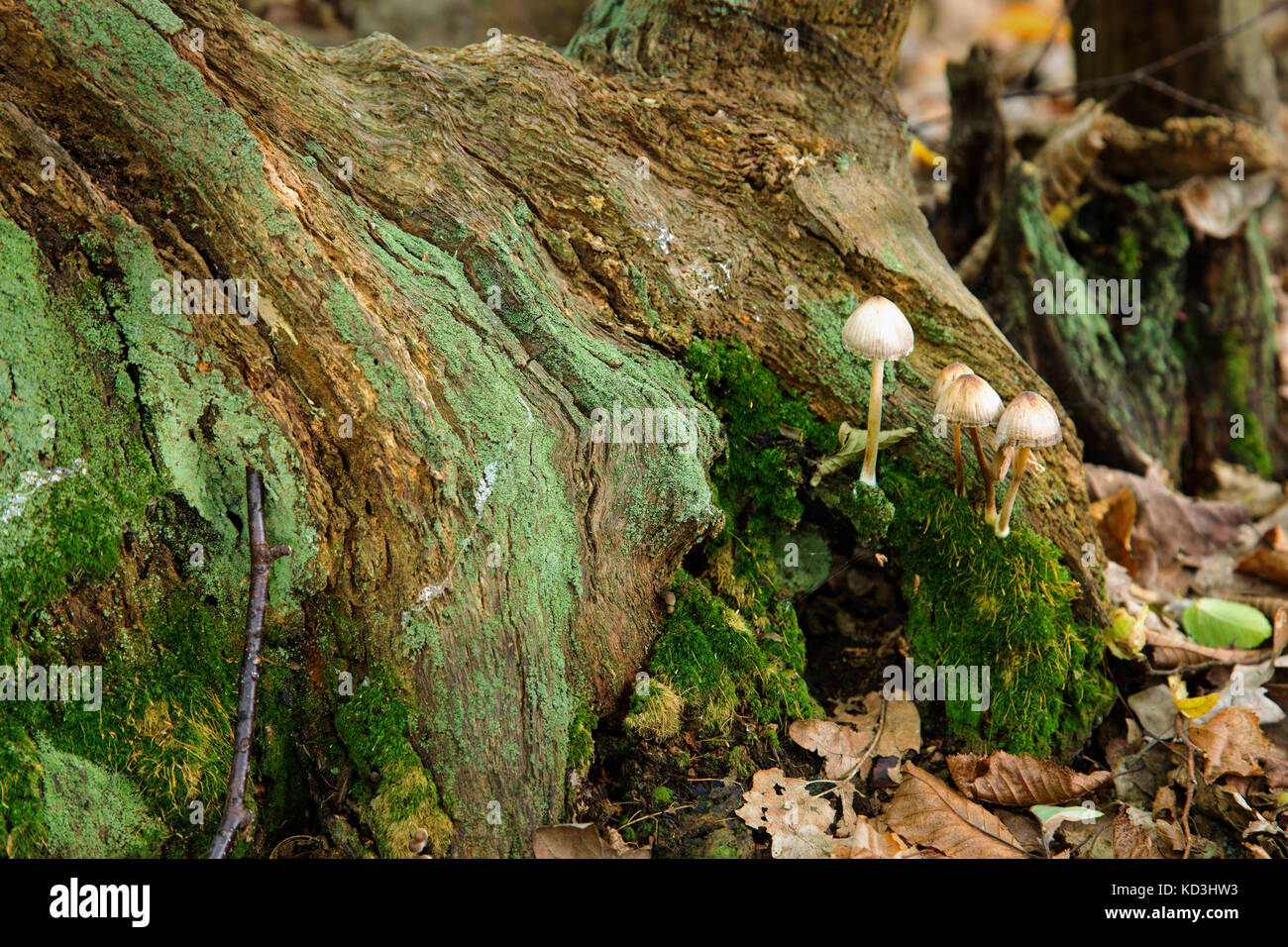 A moss covered rotting tree stump Stock Photo - Alamy