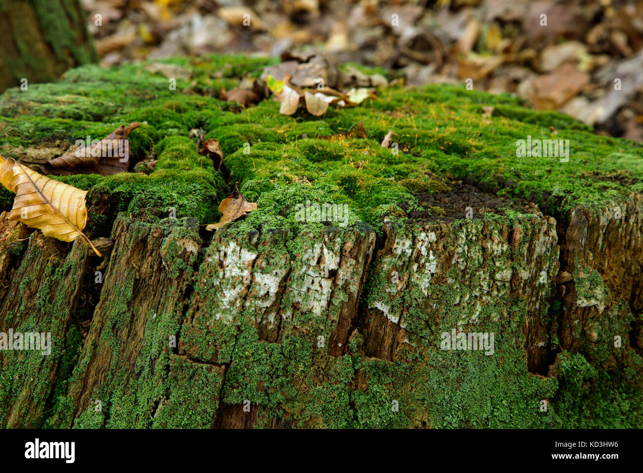 A moss covered rotting tree stump Stock Photo - Alamy