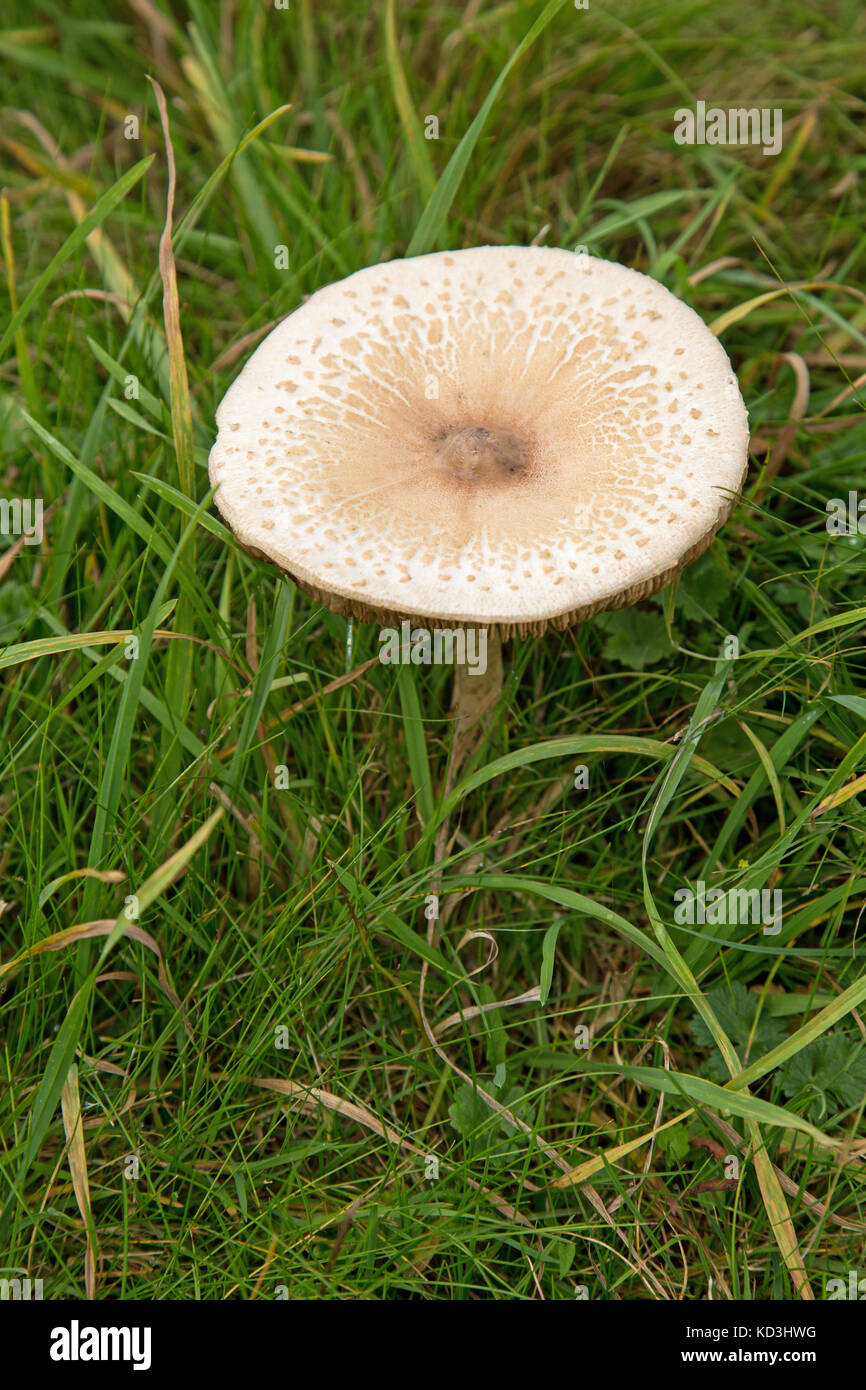 Off-White toadstool in grass Stock Photo - Alamy