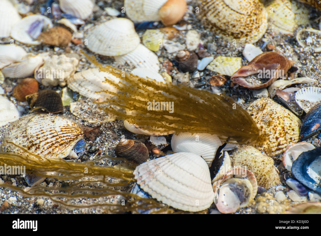 Sea shells and sea weed floating under water on sandy beach Stock Photo ...