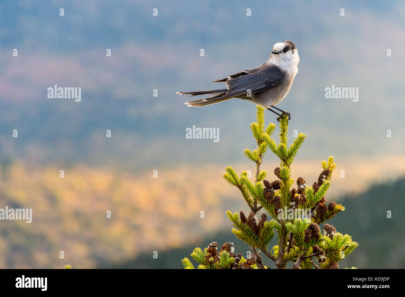 Perisoreus canadensis hi-res stock photography and images - Alamy