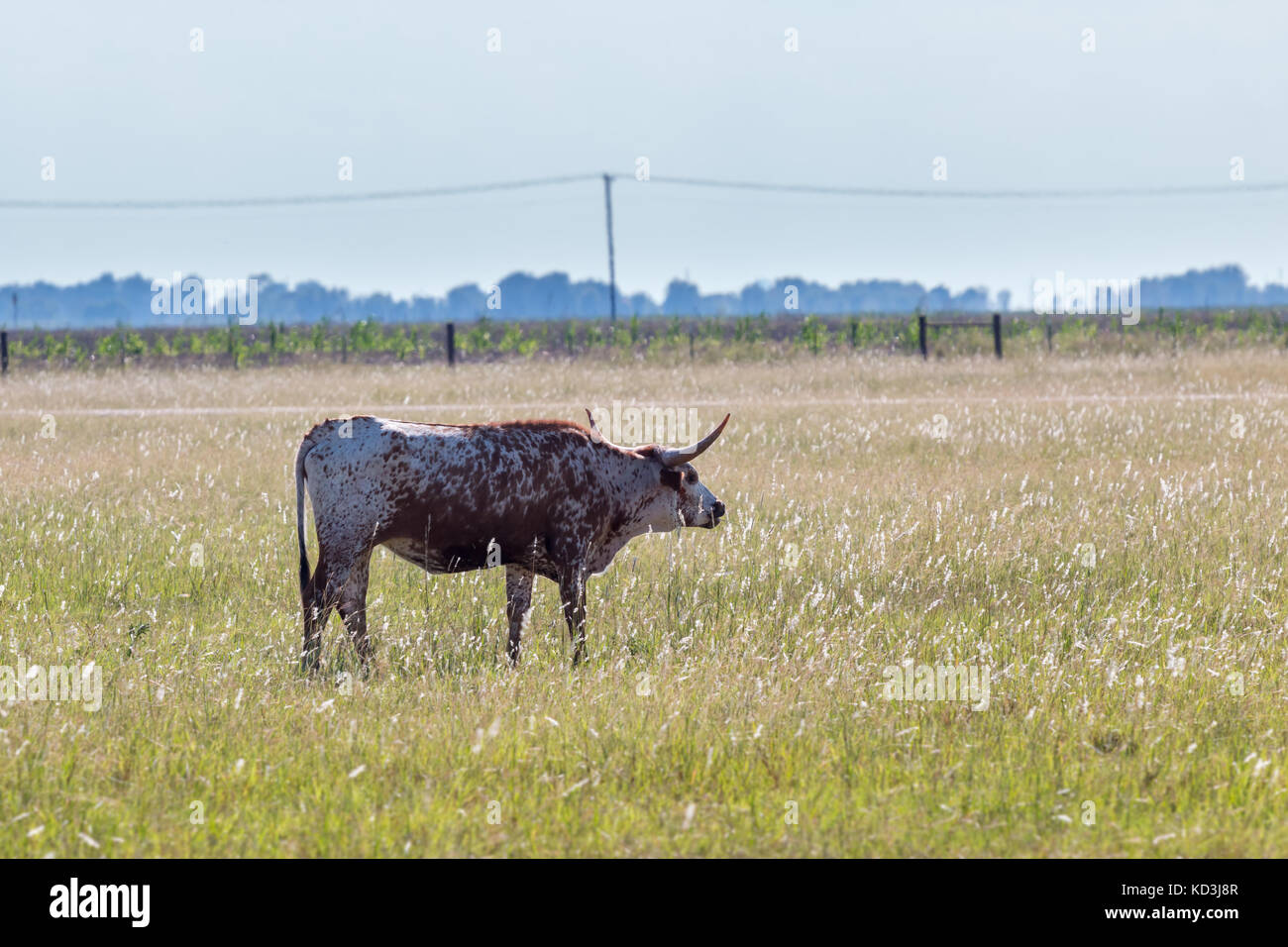 Side View of Longhorn with Electric Poles in the Background Stock Photo ...