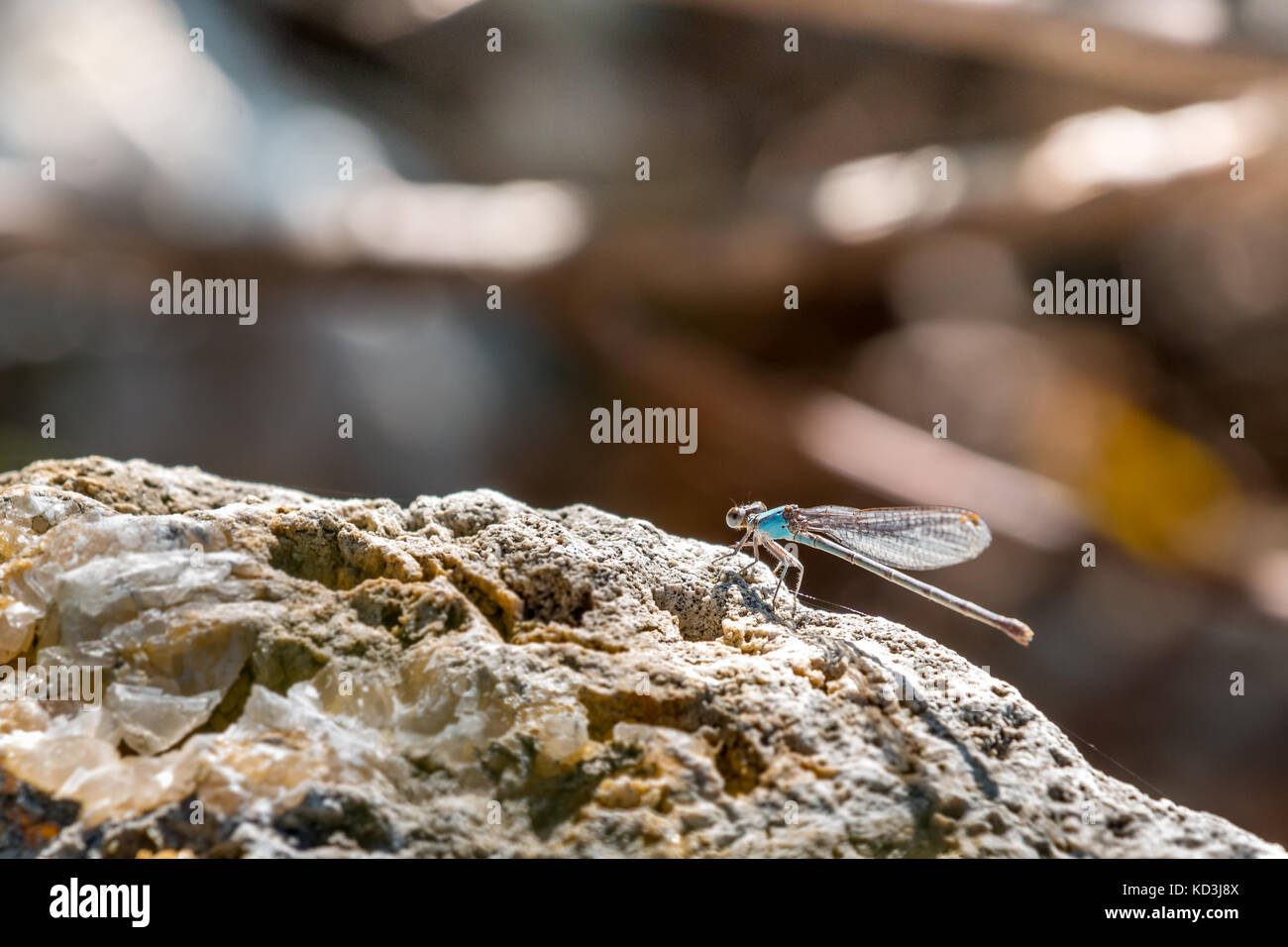Dragonfly with closed wings hi-res stock photography and images - Alamy